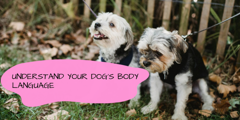 Furrylicious Puppy Boutique How to Understand Your Dog's Body Language