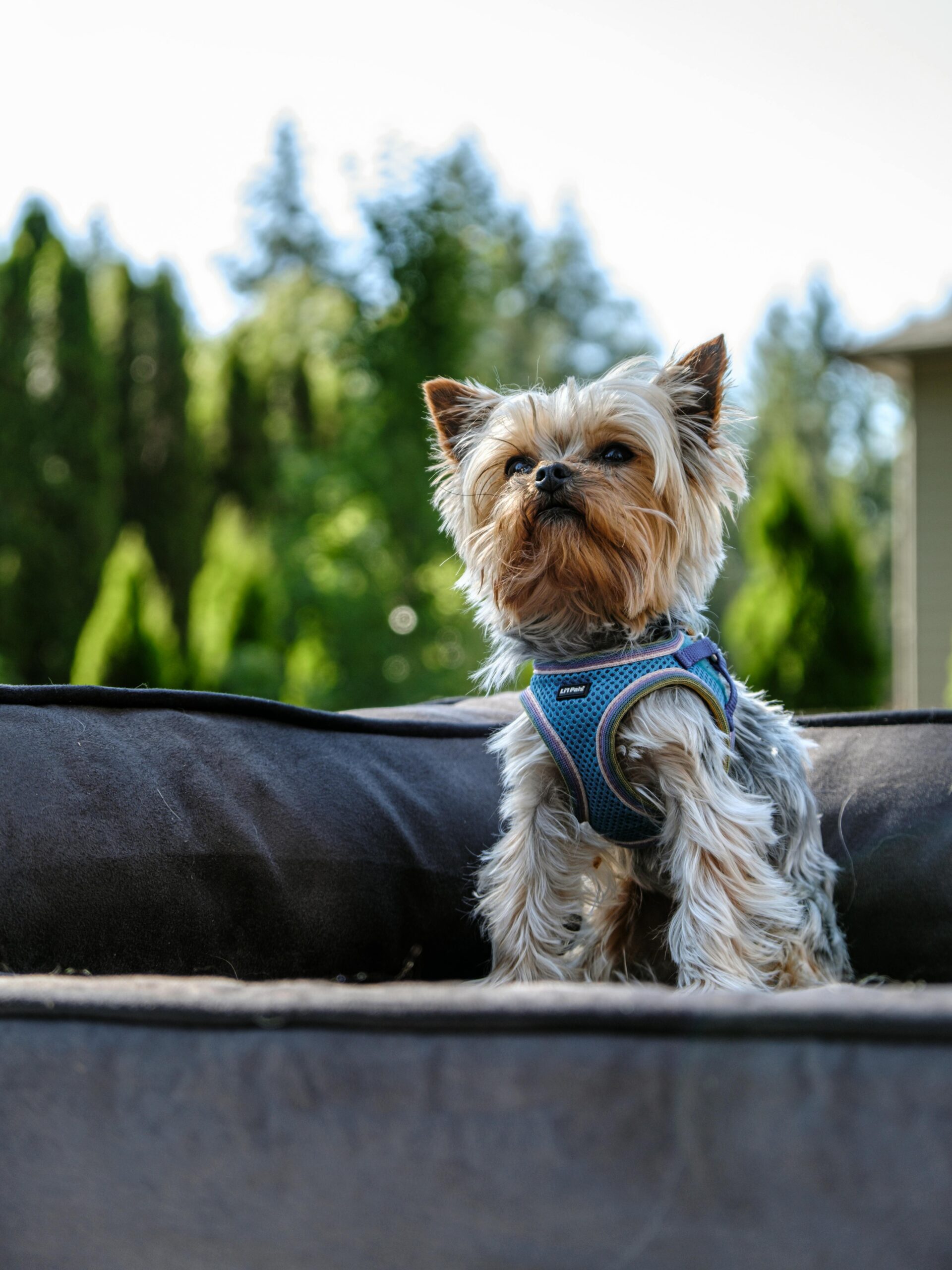 Furrylicious Puppy Boutique How to Train a Yorkshire Terrier: Tips for First-Time Owners